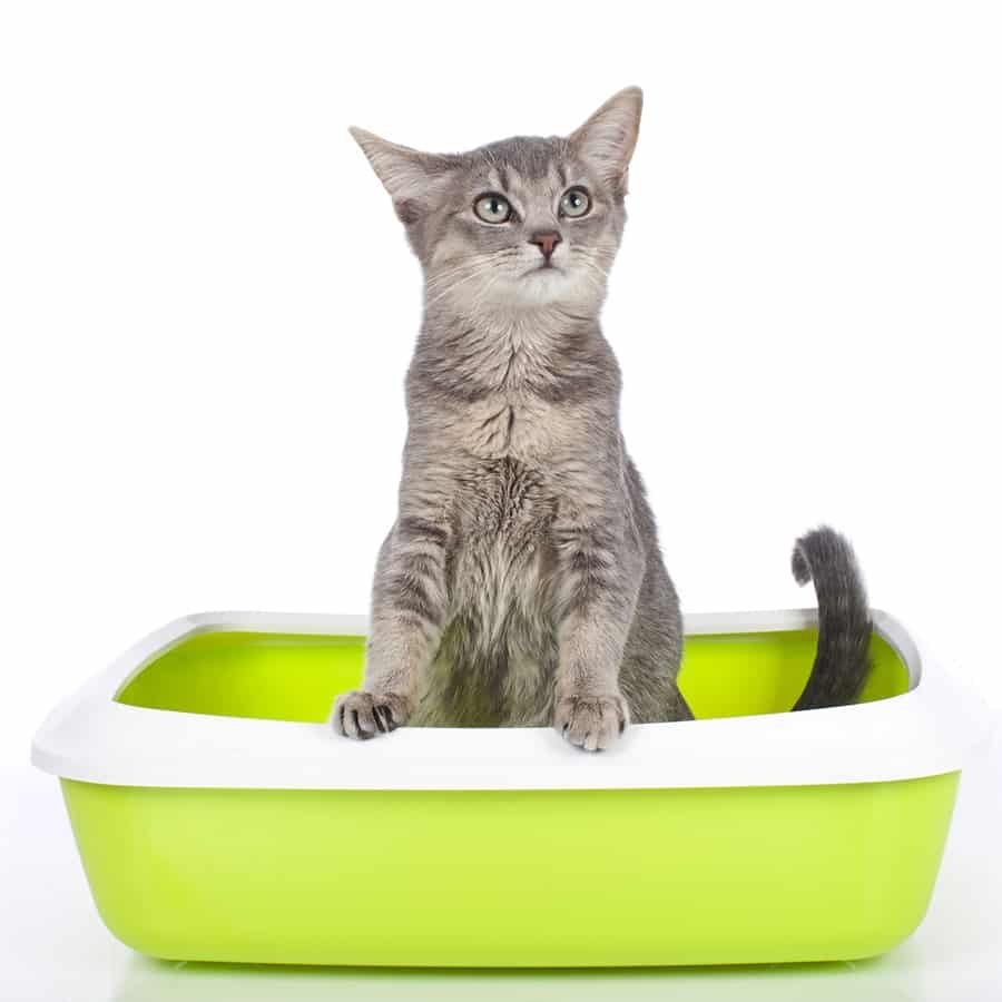 Homemade Cat Food Recipes For Sensitive Stomach And Urinary Problems